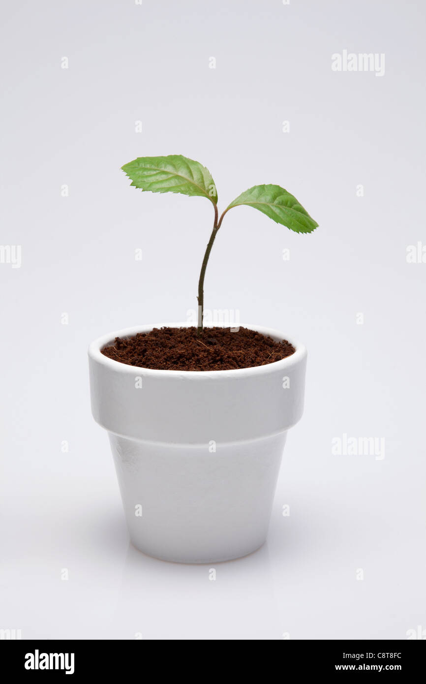 White Pot And Sapling With White Background Stock Photo - Alamy