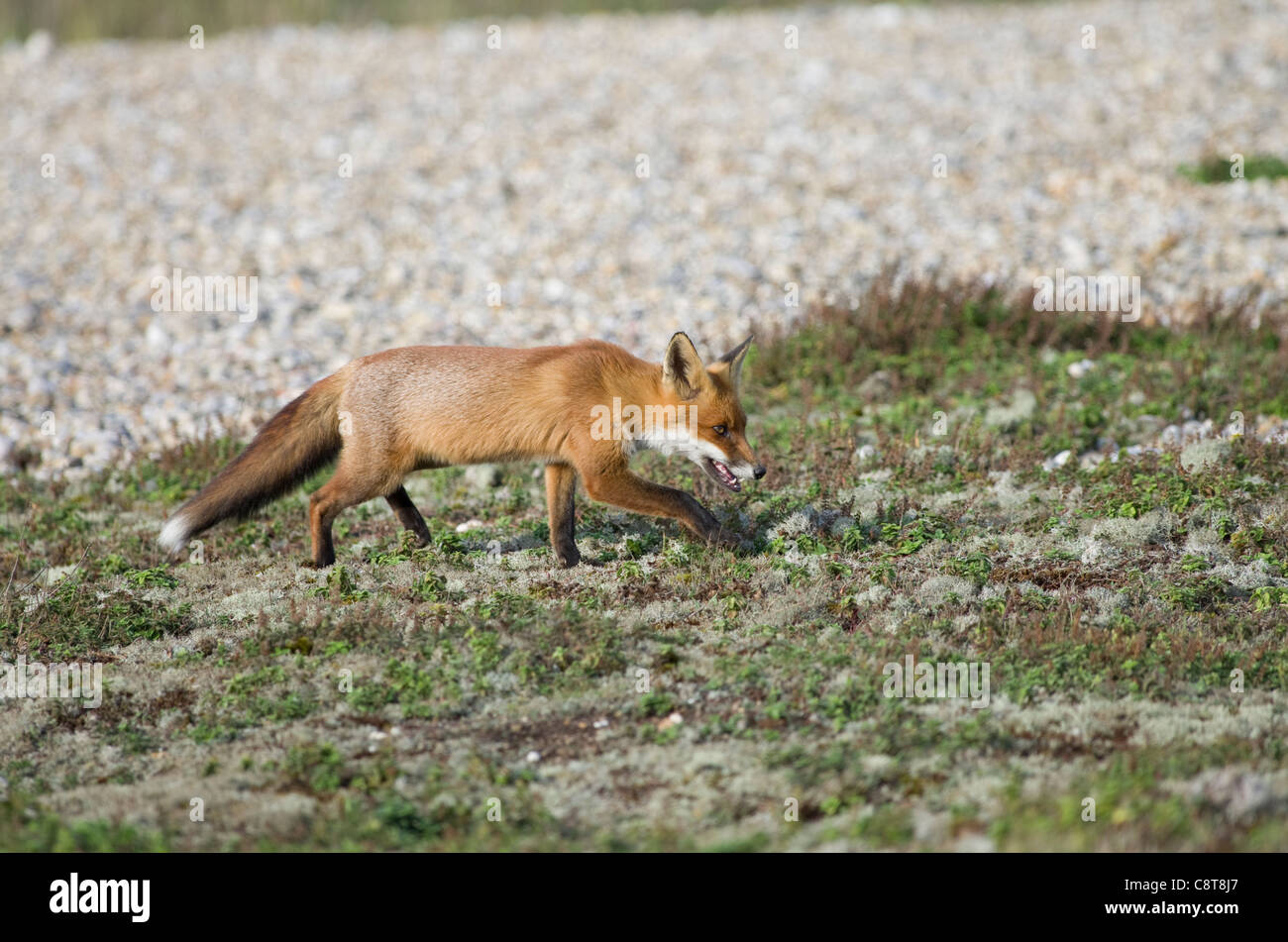 Red fox profile view hi-res stock photography and images - Alamy