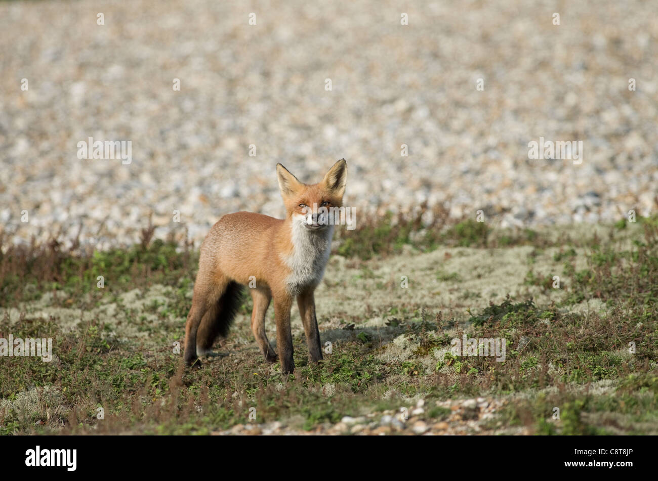 FOX AT DUNGENESS KENT Stock Photo - Alamy