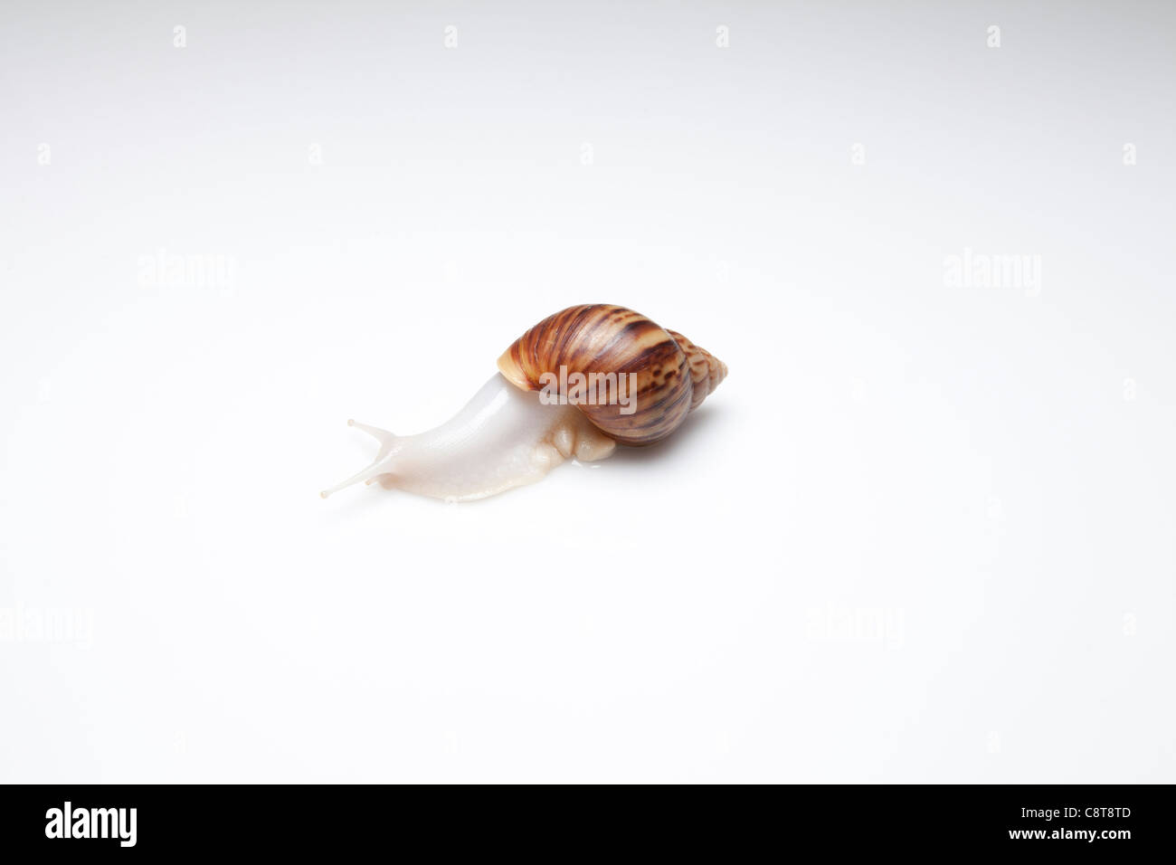 Snail With White Background Stock Photo - Alamy