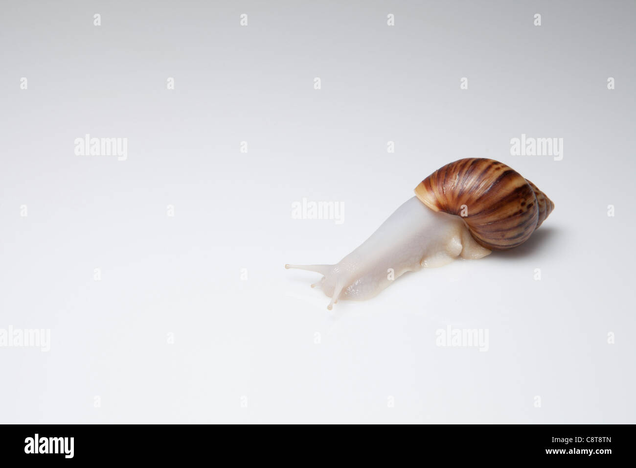 Snail With White Background Stock Photo - Alamy