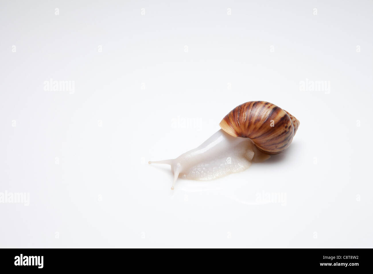 Snail With White Background Stock Photo - Alamy