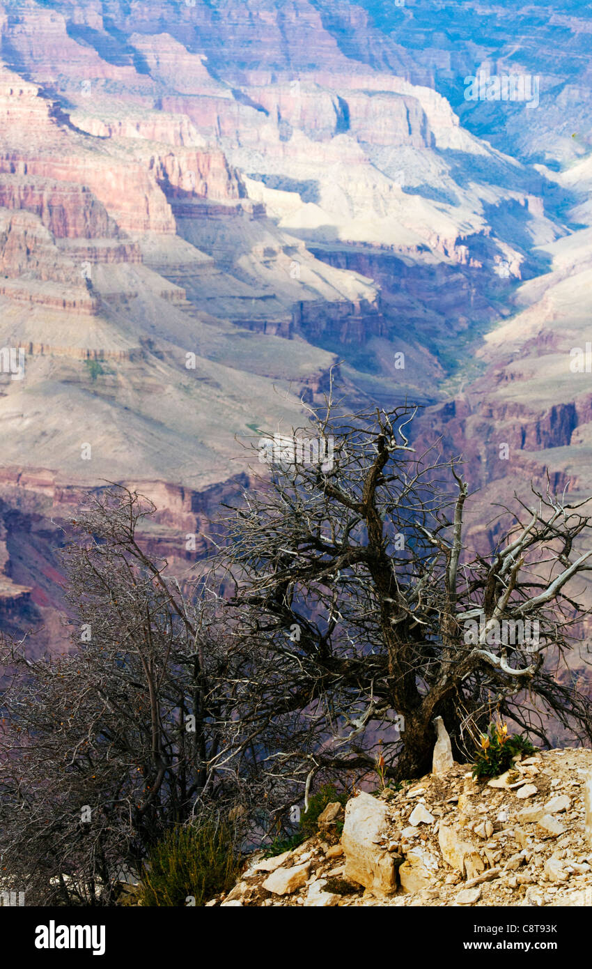 The Grand Canyon South Rim Arizona Stock Photo - Alamy