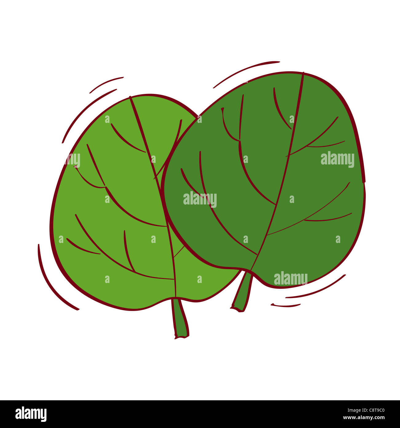 Illustration of two green leaf Stock Photo - Alamy
