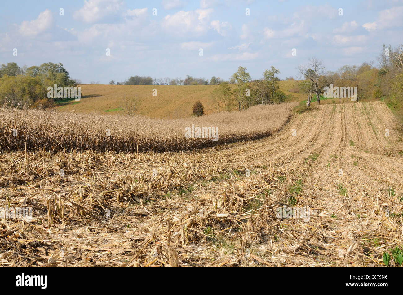 Corn field being harvested corn in Kentucky Stock Photo - Alamy