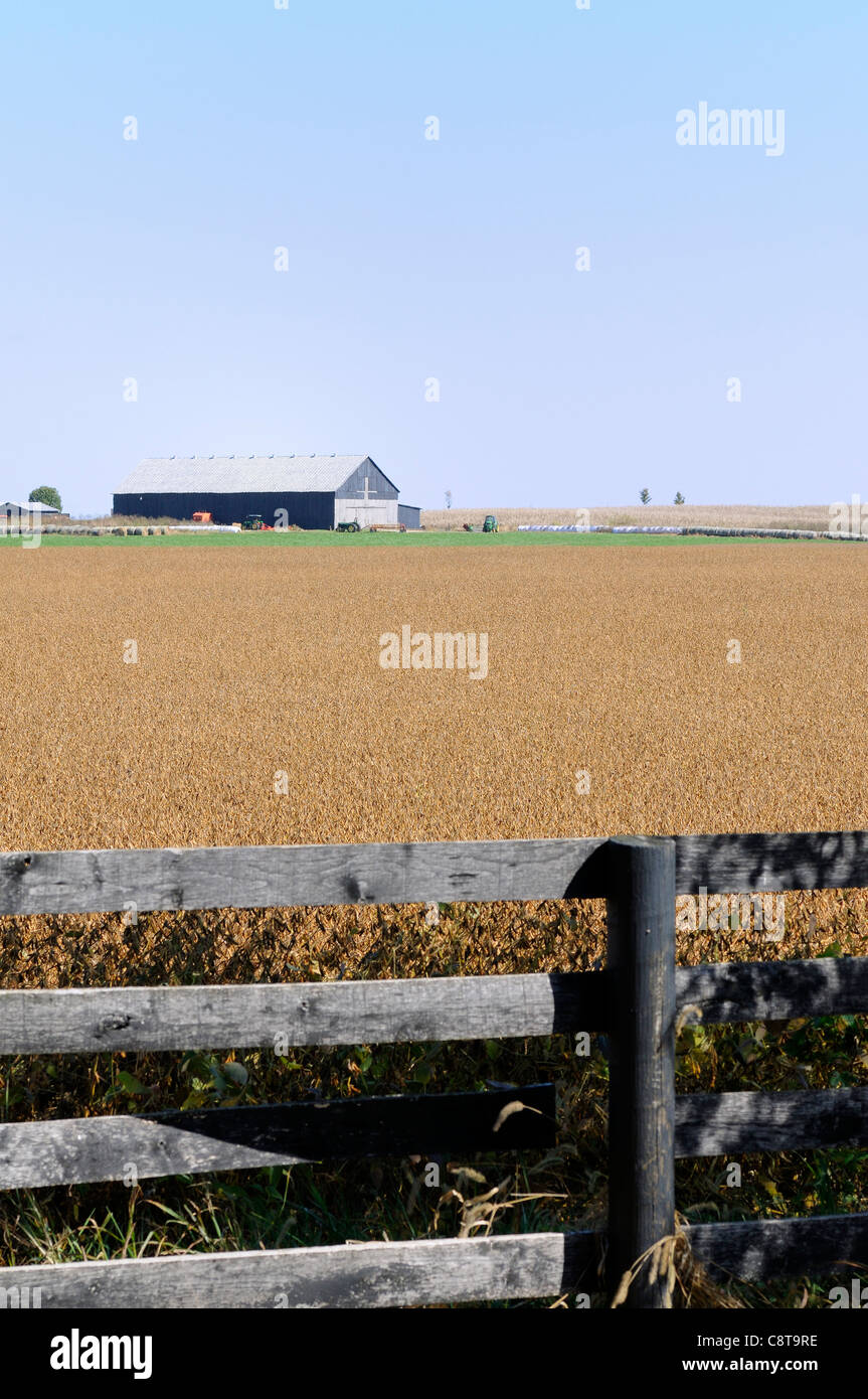 Soybean field in Kentucky ready for harvest Stock Photo - Alamy