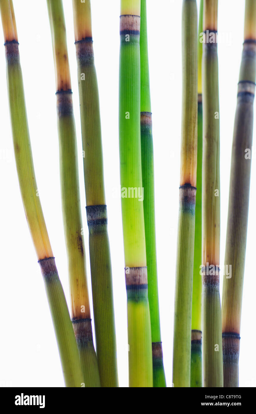 Studio shot of bamboo stalks Stock Photo - Alamy