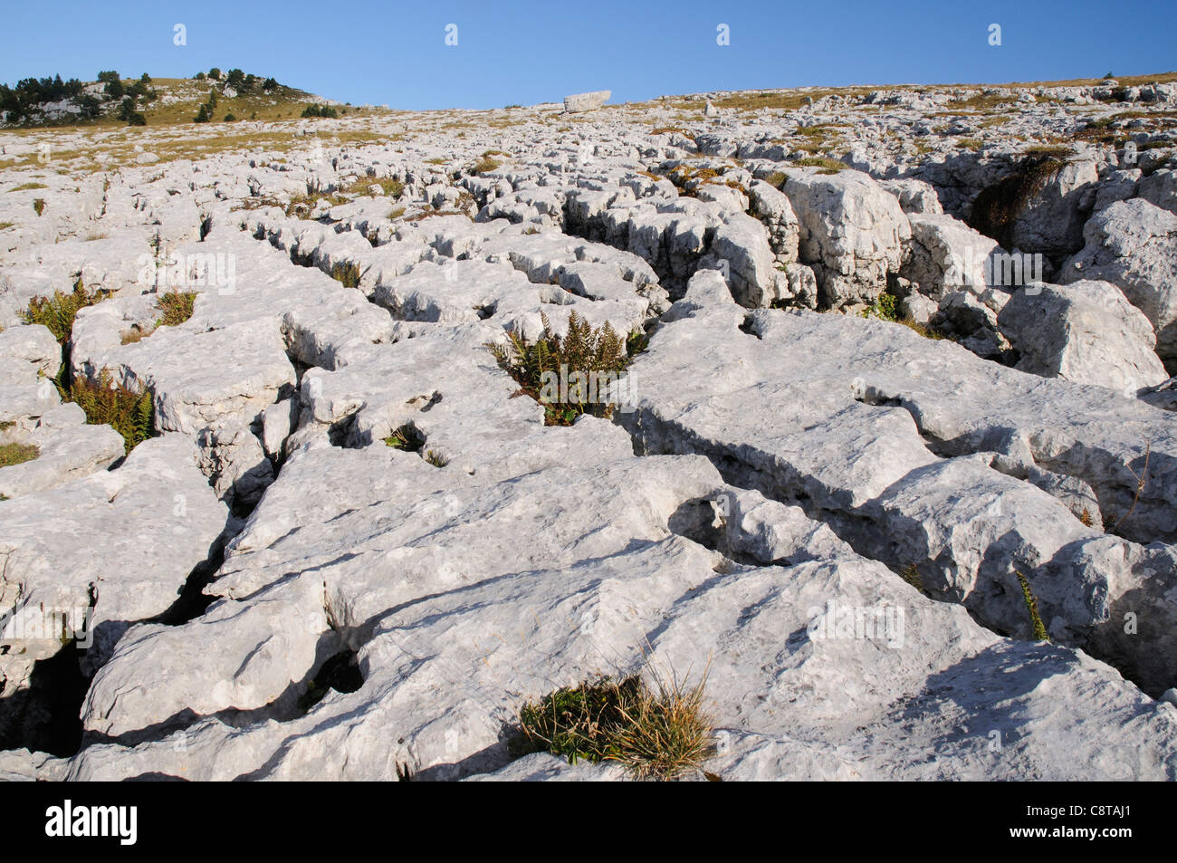 Limestone pavement on the Dent de Crolle in the Chartreuse region of ...