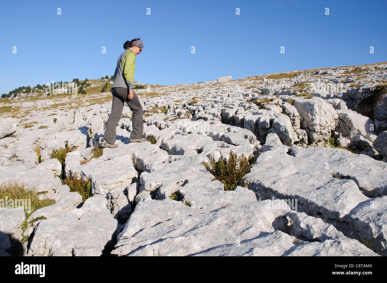 Limestone pavement on the Dent de Crolle in the Chartreuse region of ...