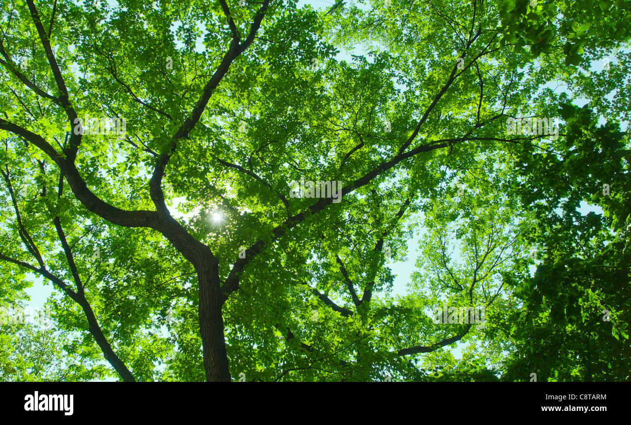 USA, New York City, Green tree branches Stock Photo - Alamy