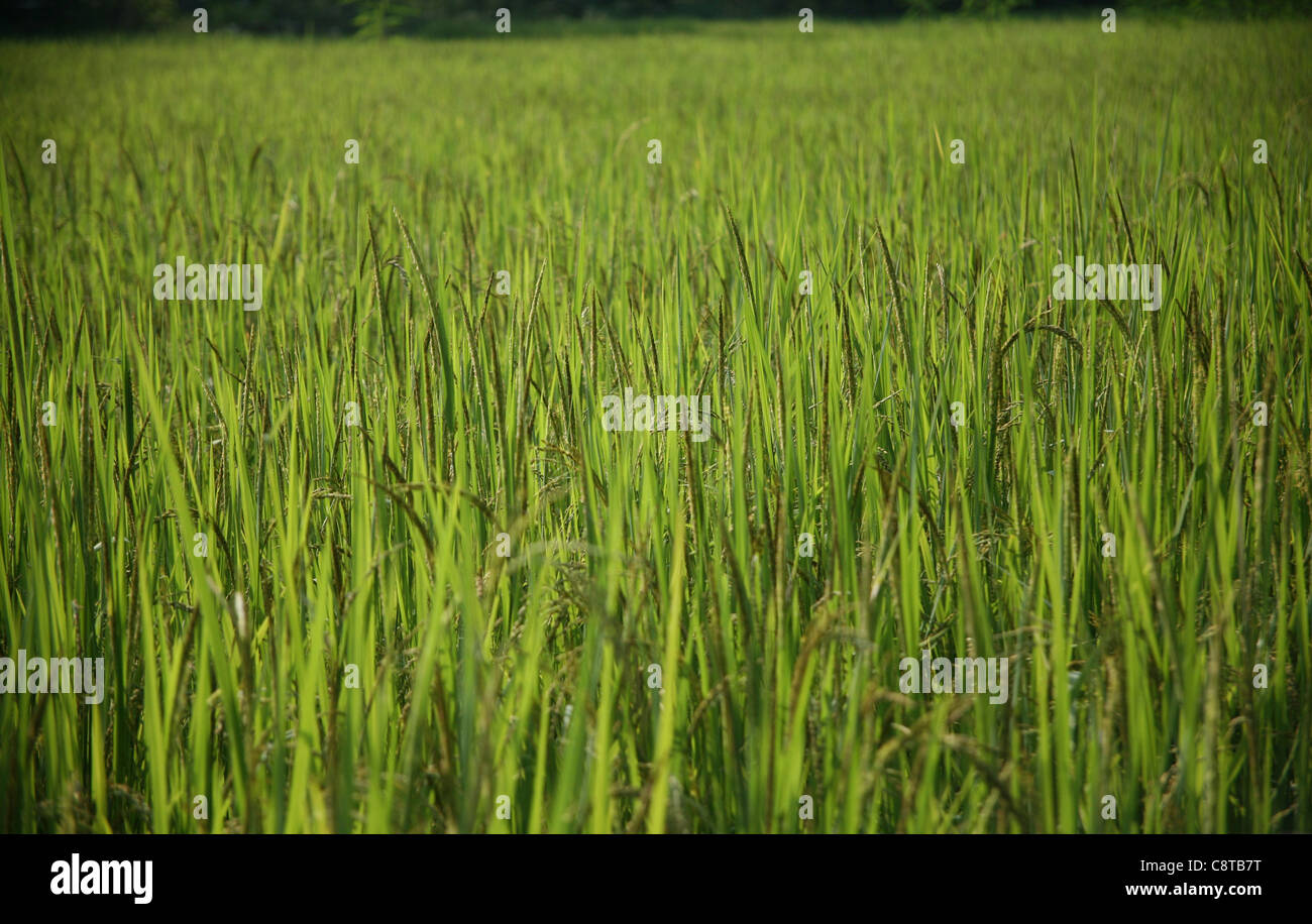 Nepal f hi-res stock photography and images - Alamy