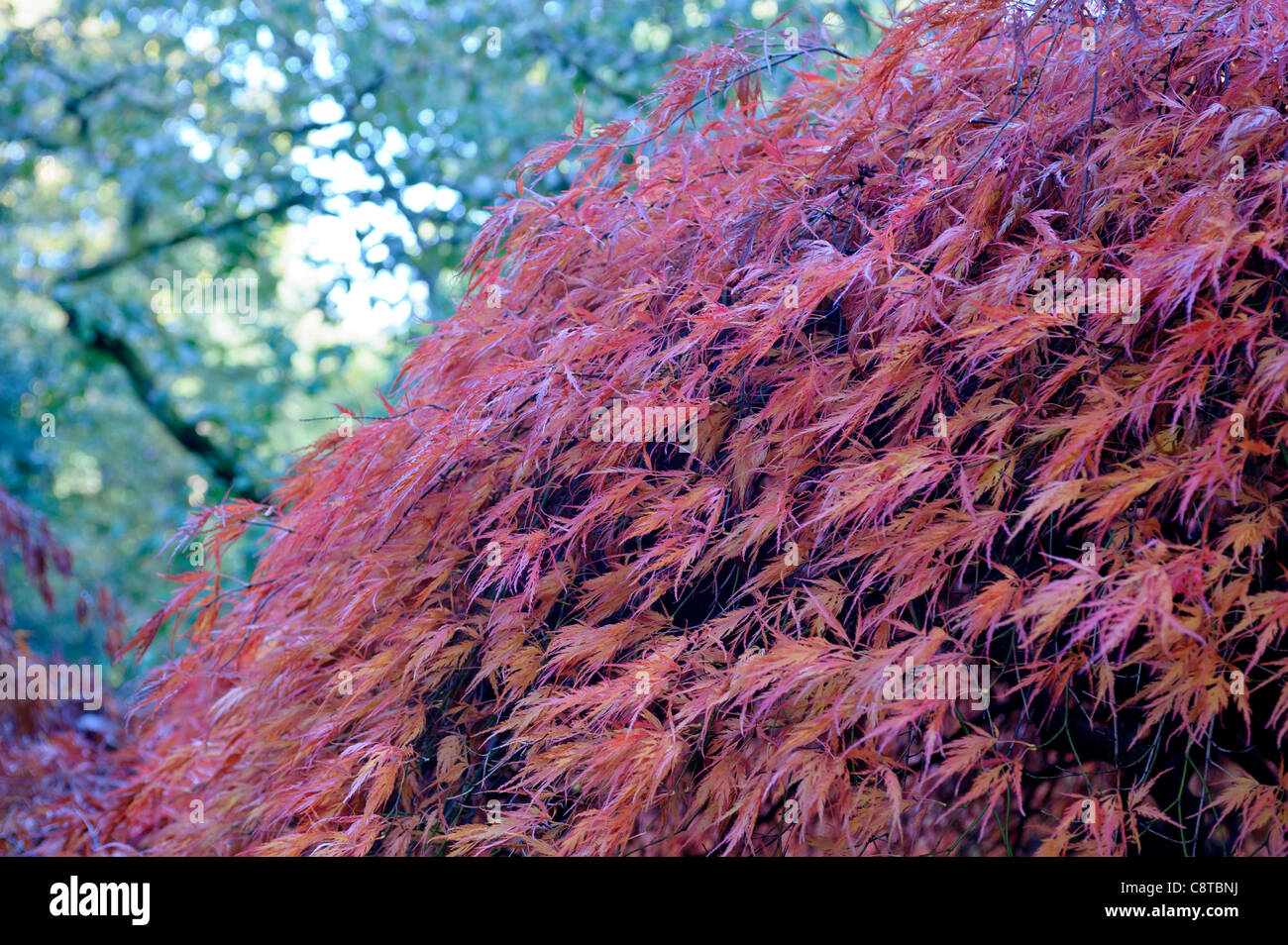 Red maple tree - Japanese acer tree in autumn with sunlight Stock Photo ...