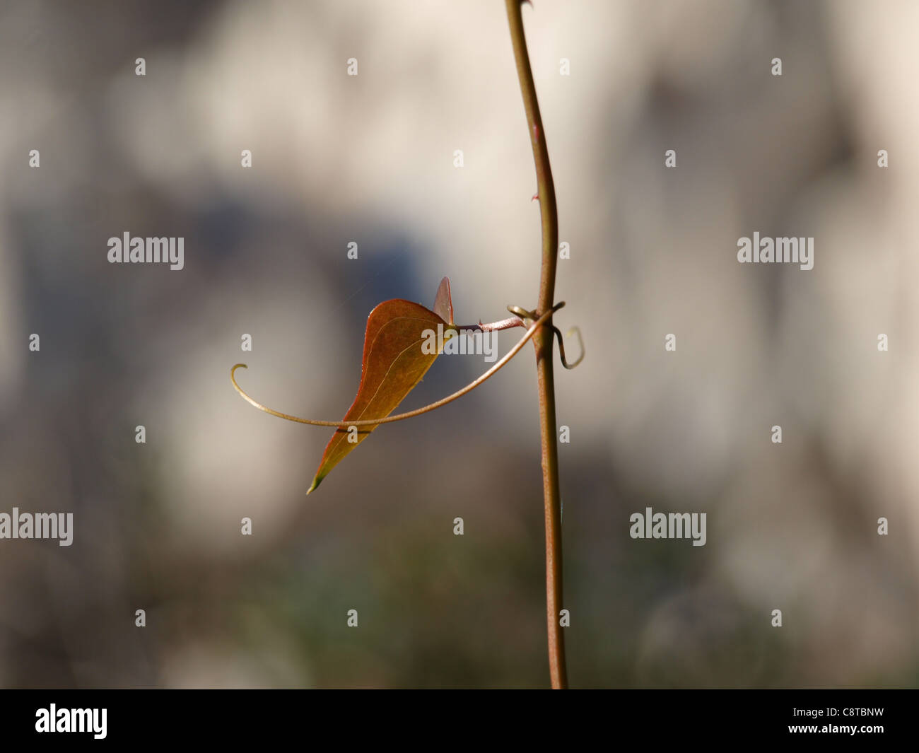 Spring new leaf coming out of the rocks Stock Photo - Alamy