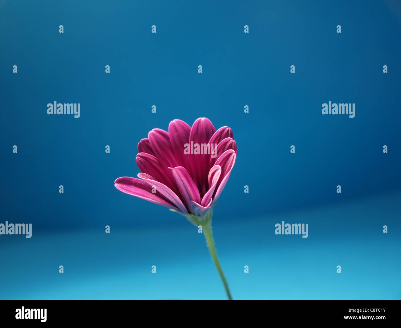 Flower emerging from the deep water Stock Photo - Alamy