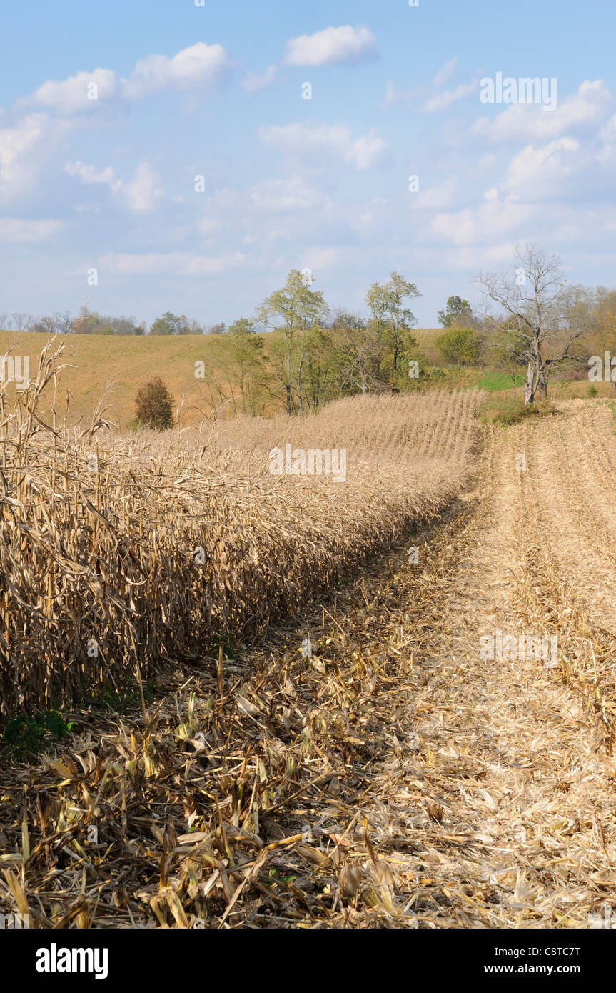 Corn crop being harvested in hi-res stock photography and images - Alamy
