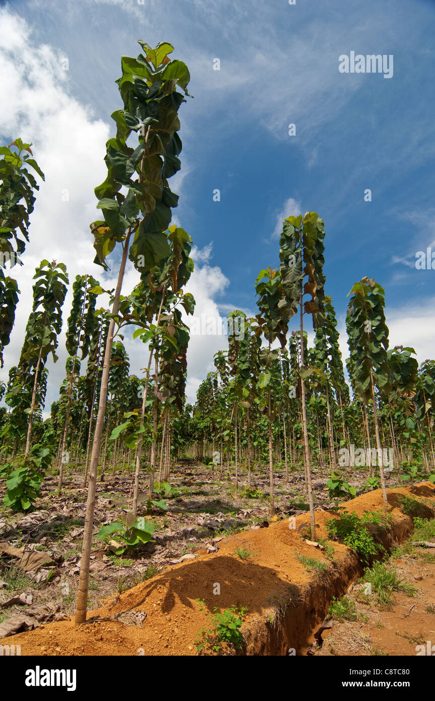 Teak tree plantation hi-res stock photography and images - Alamy