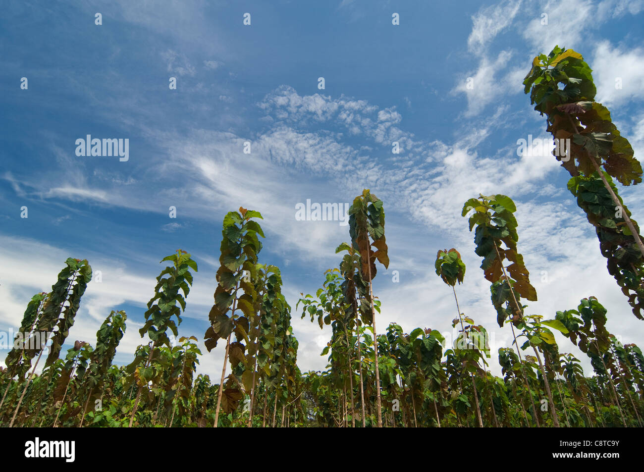 Teak plantation hi-res stock photography and images - Alamy