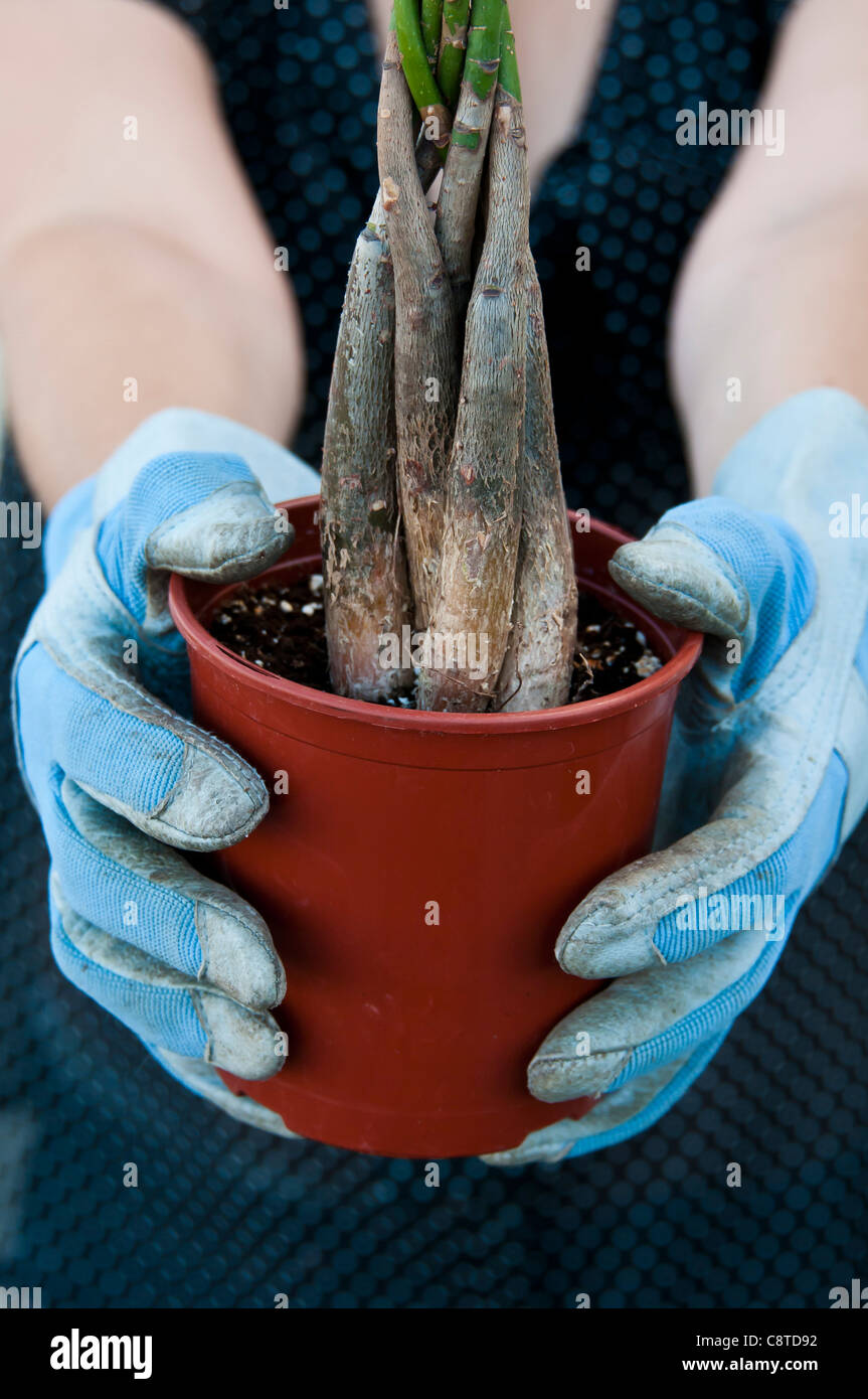 Hands holding a plant Stock Photo - Alamy