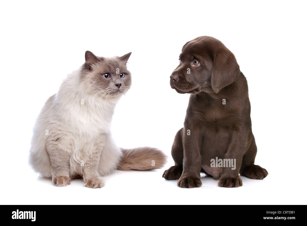 Are Labrador Good With Cats