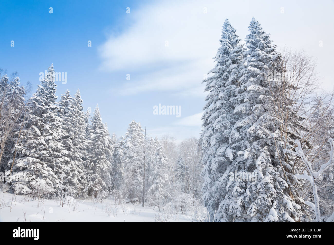 Snow covered forest landscape scenery hi-res stock photography and ...