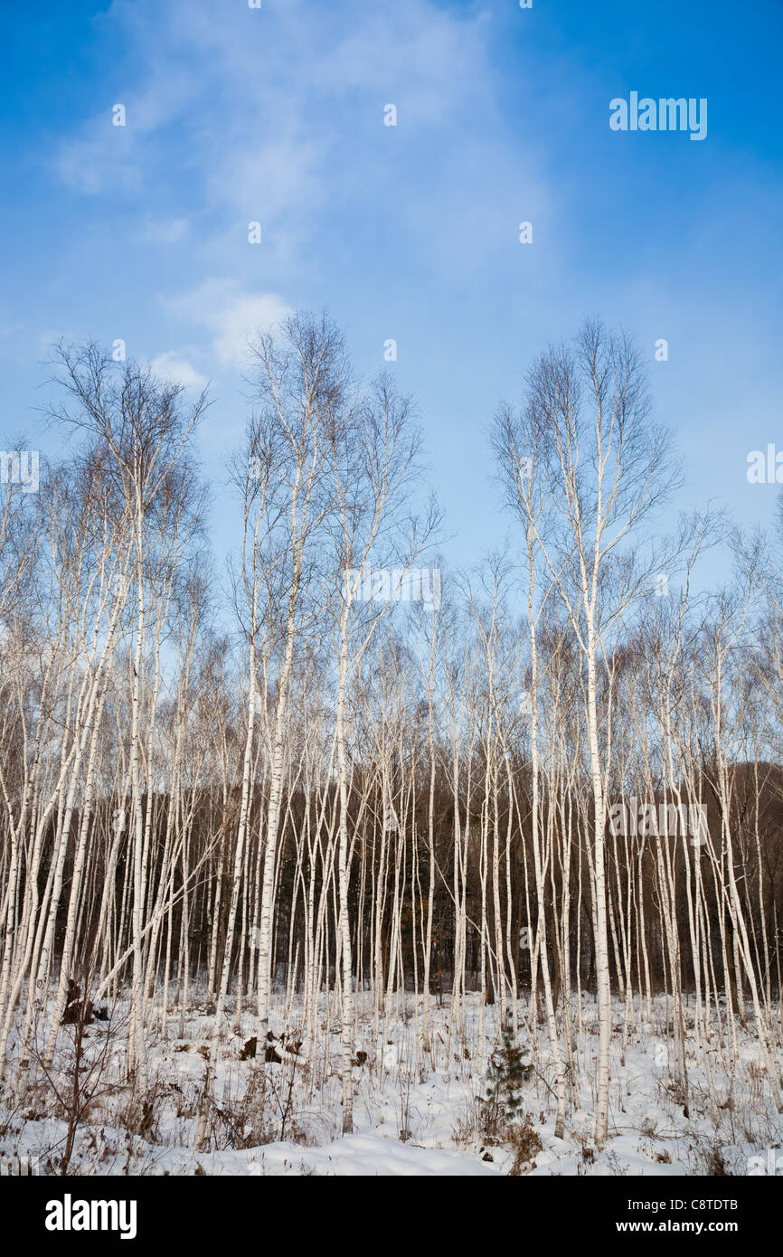 Birch trees in winter hi-res stock photography and images - Alamy