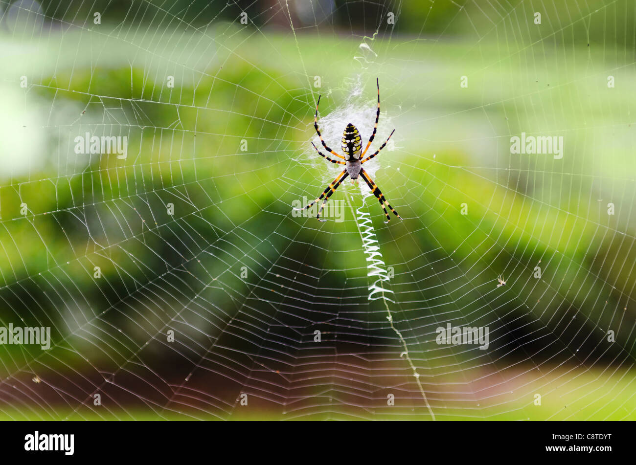 USA, South Carolina, Charleston, Close up of Argiope Spider on spider ...