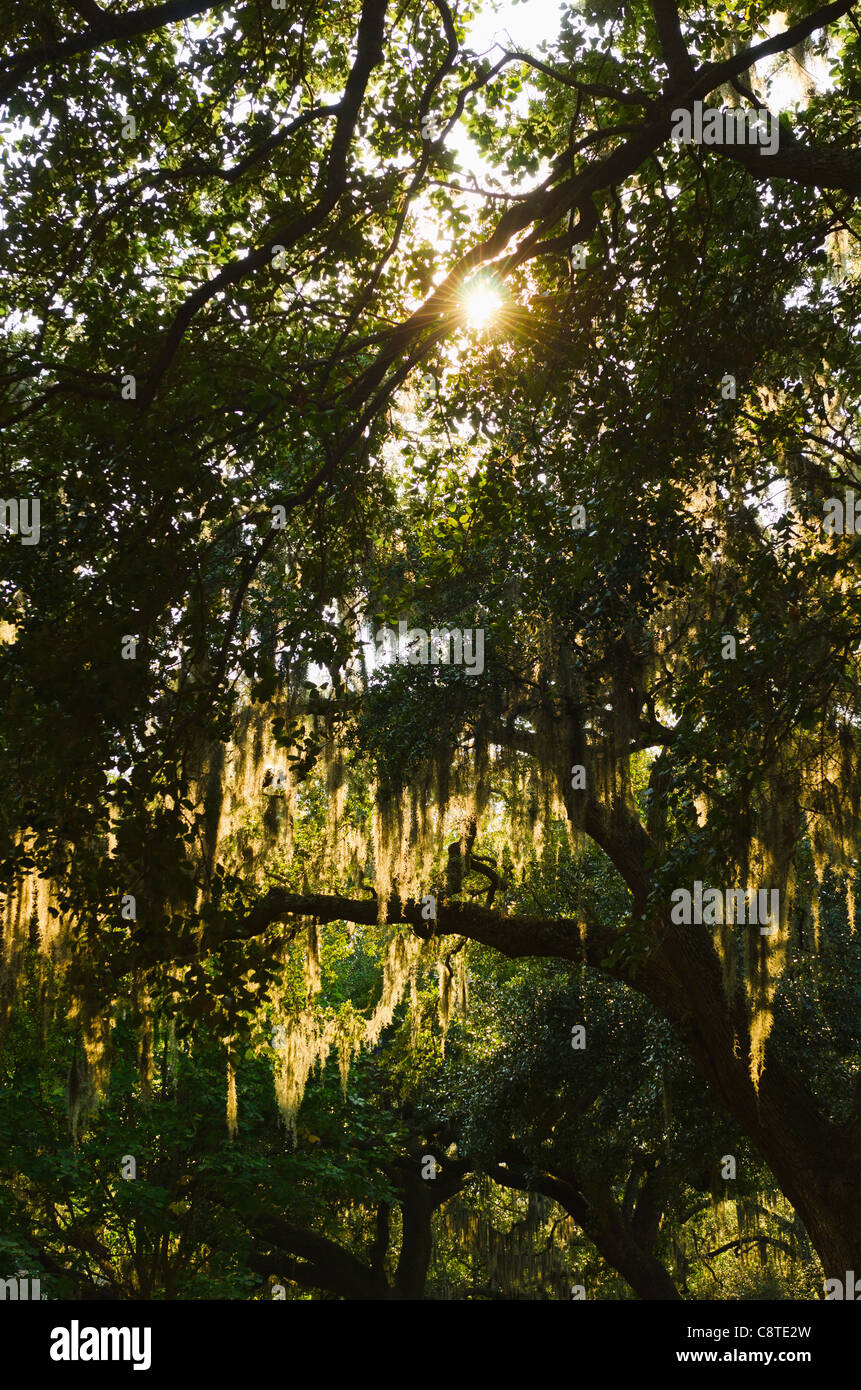 USA, Georgia, Savannah, Oak trees with spanish moss Stock Photo - Alamy