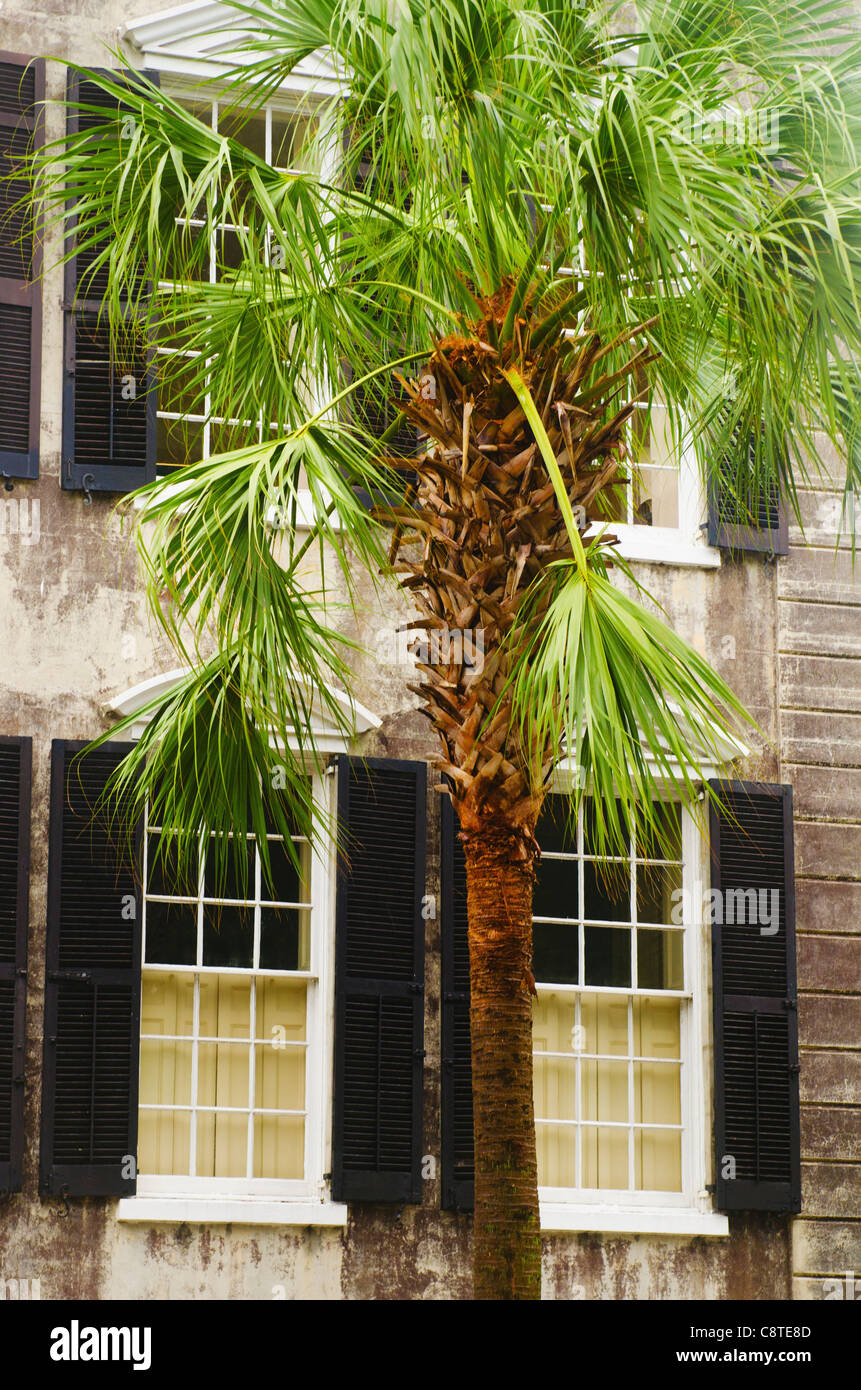 Palm tree in front of house hi-res stock photography and images - Alamy