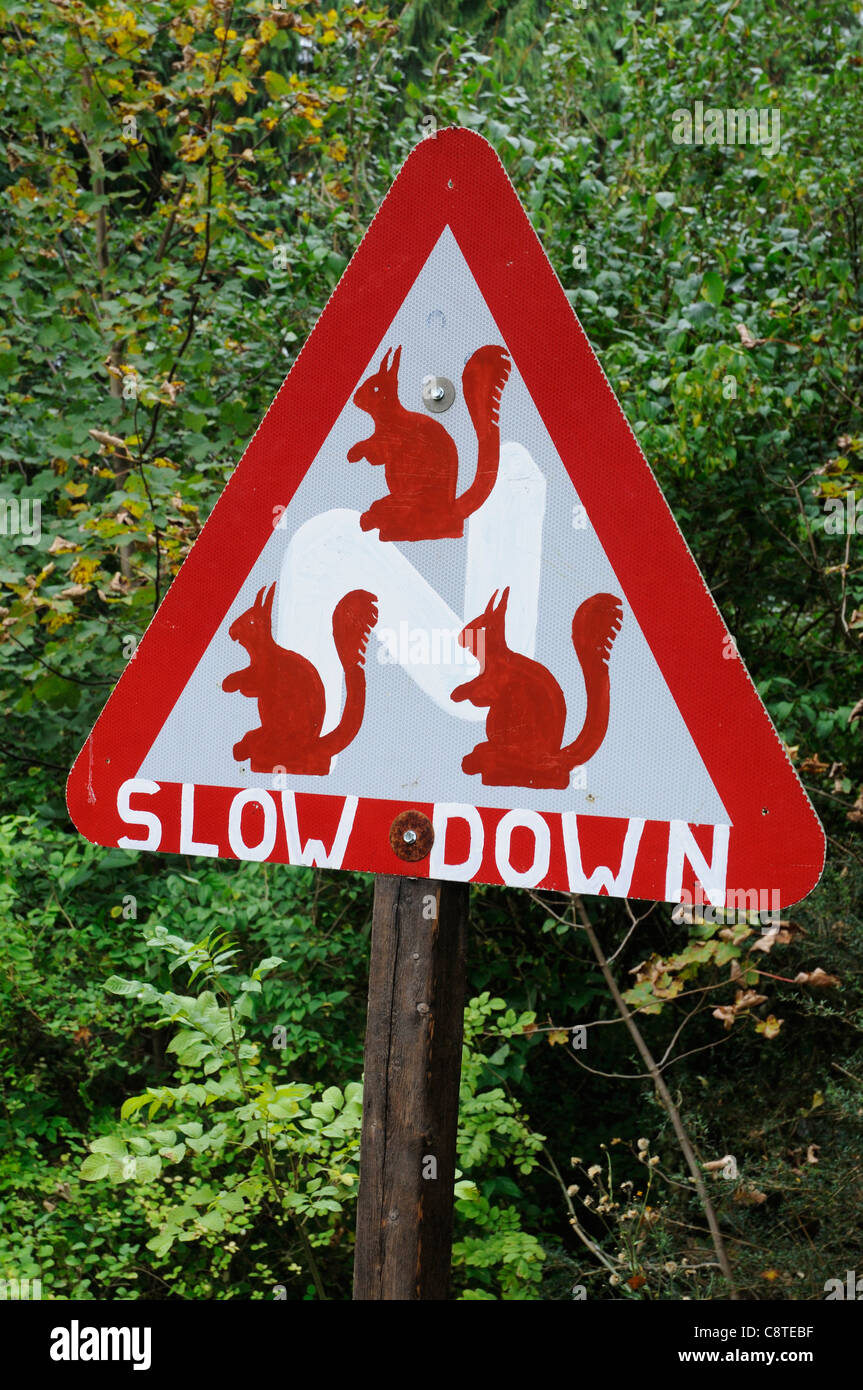 Road sIgns warning of rare red squirrels in the Lake District, UK Stock ...