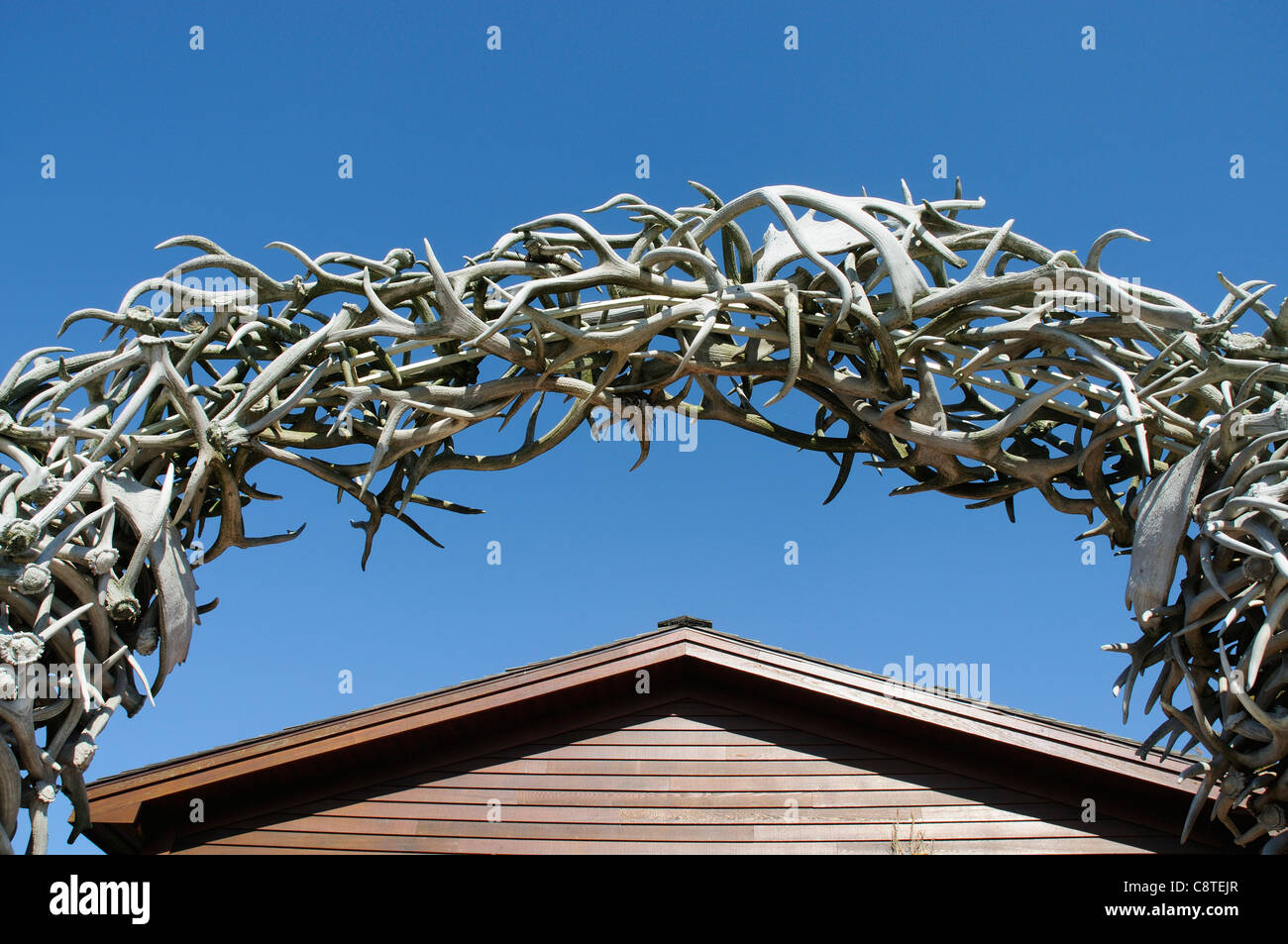 Moose antlers hi-res stock photography and images - Alamy