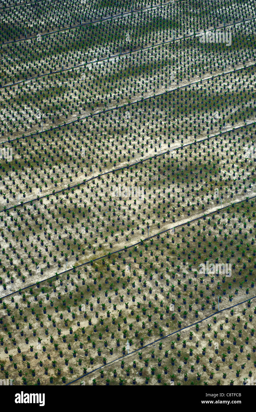 An aerial view of crop fields in Johor Stock Photo - Alamy