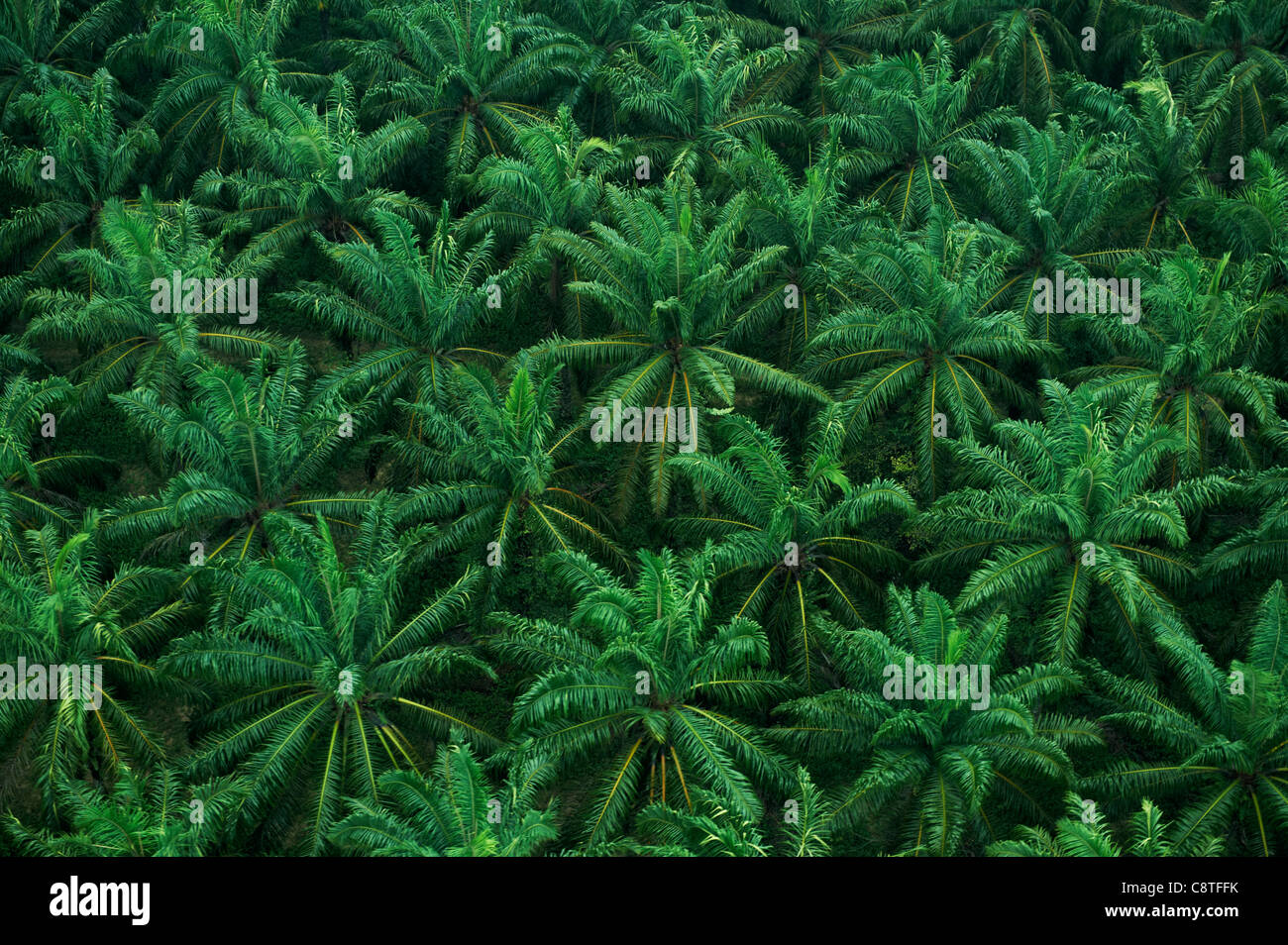 Luscious Trees High Resolution Stock Photography and Images - Alamy