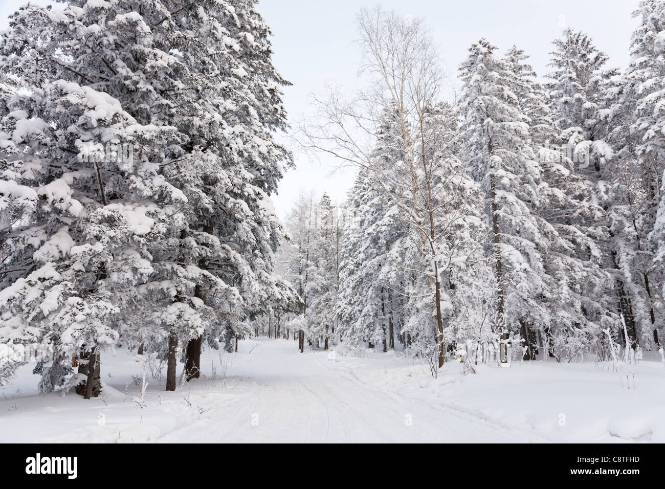 winter forest covered by heavy snow Stock Photo - Alamy