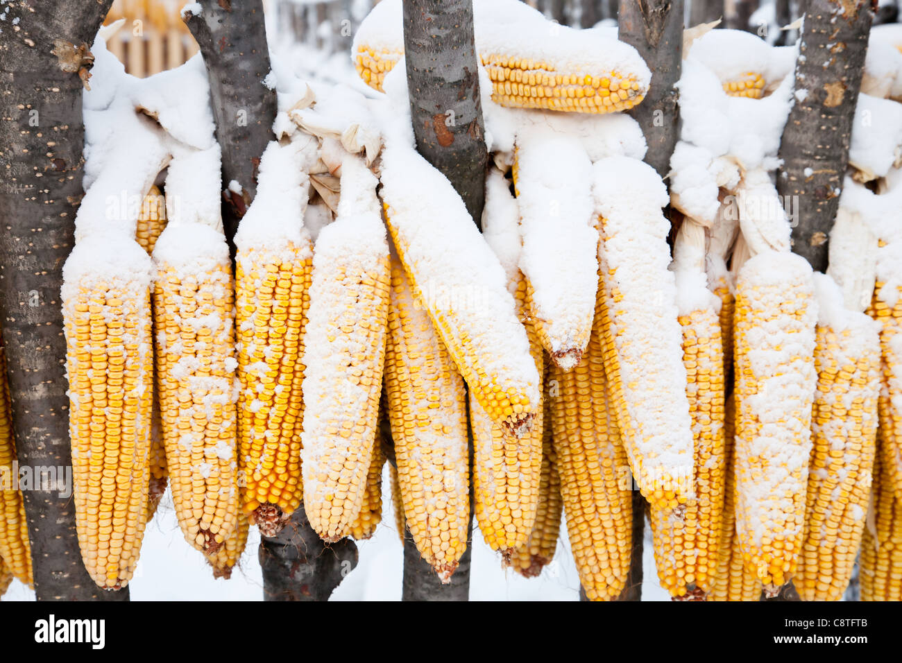 Snow-covered corn hanging outdoors Stock Photo - Alamy