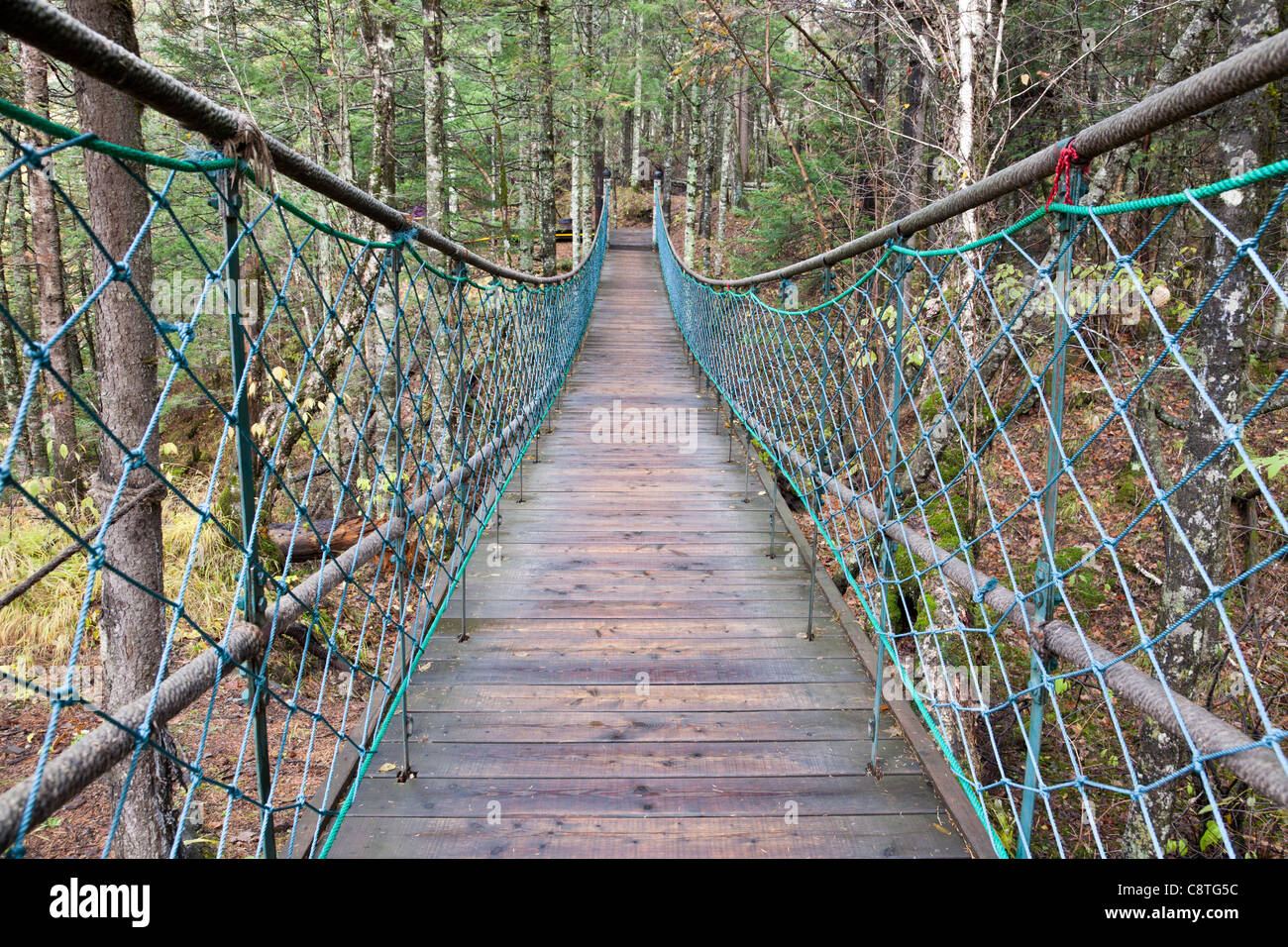 Forest rope bridge hike hi-res stock photography and images - Alamy