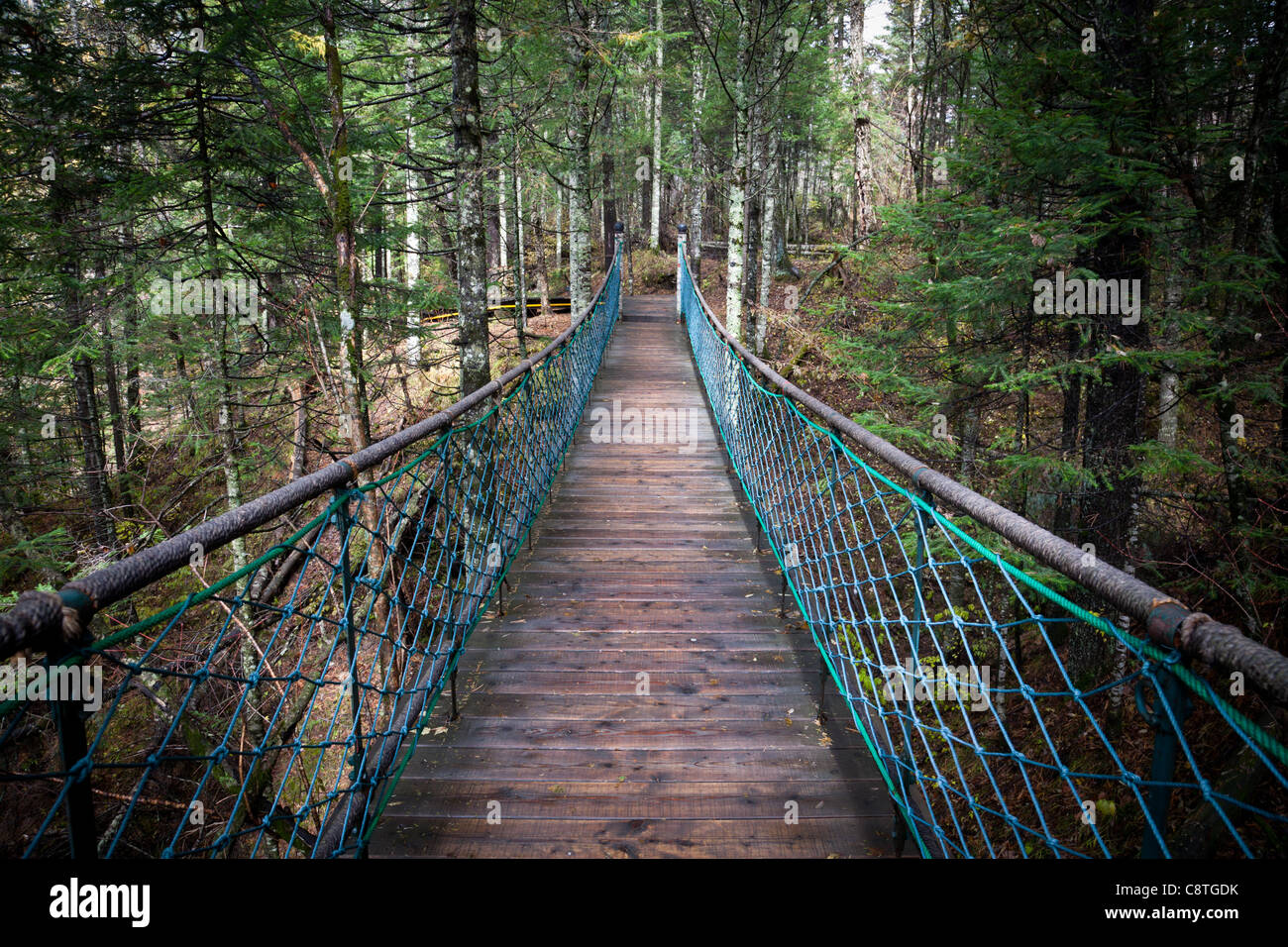 Forest rope bridge hike hi-res stock photography and images - Alamy