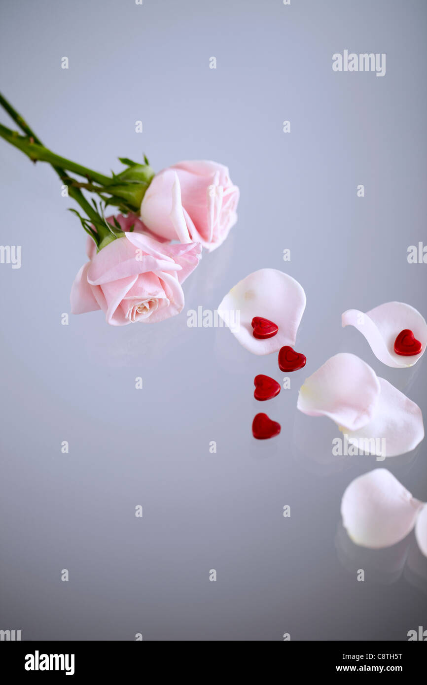 Pink Rose With Candy Stock Photo - Alamy