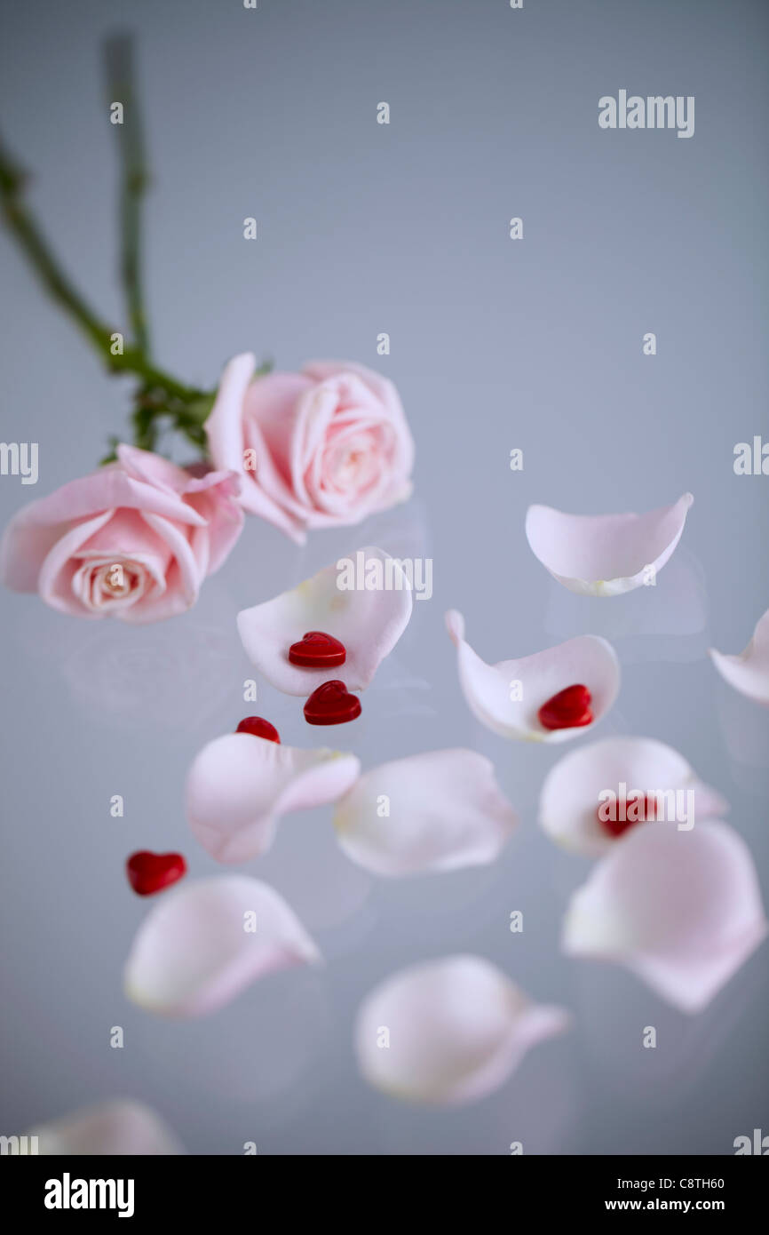 Pink Rose With Candy Stock Photo - Alamy