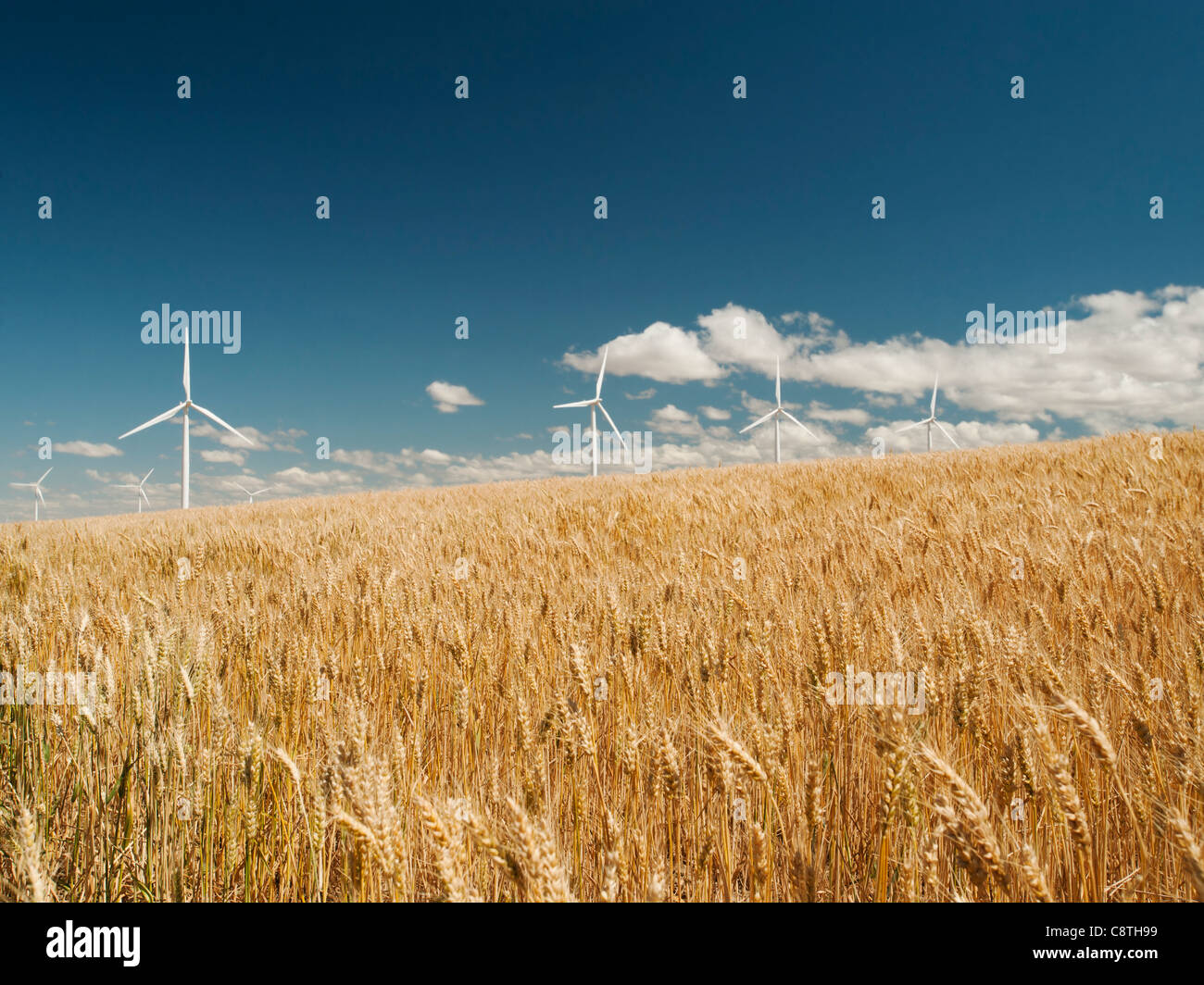 USA, Oregon, Wasco, Wheat field and wind farm in bright sunshine under ...