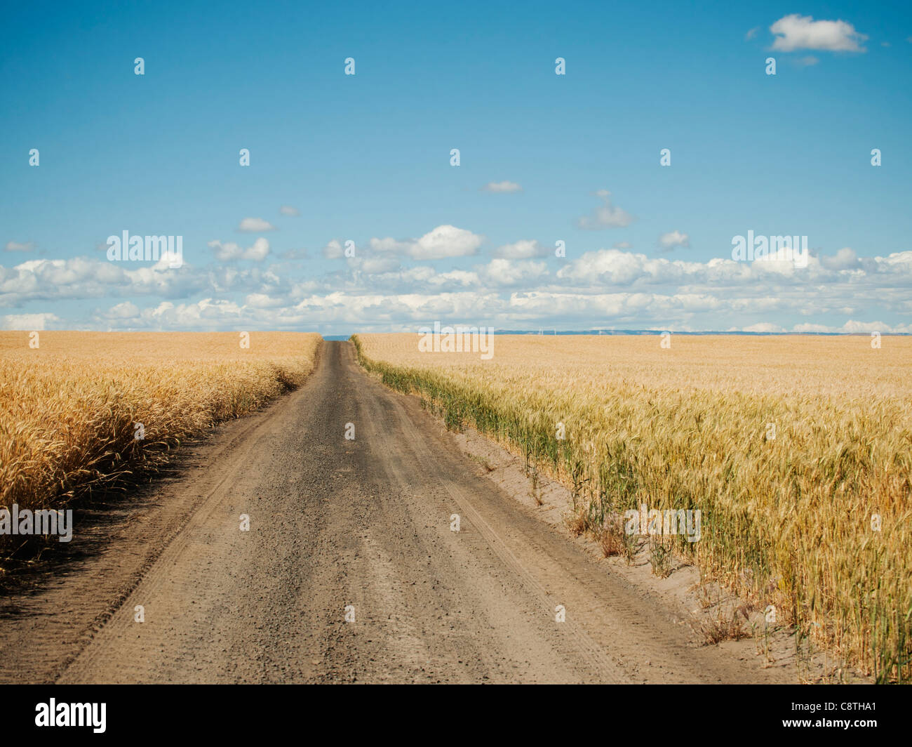 USA, Oregon, Wasco, Dirt road between wheat fields Stock Photo - Alamy