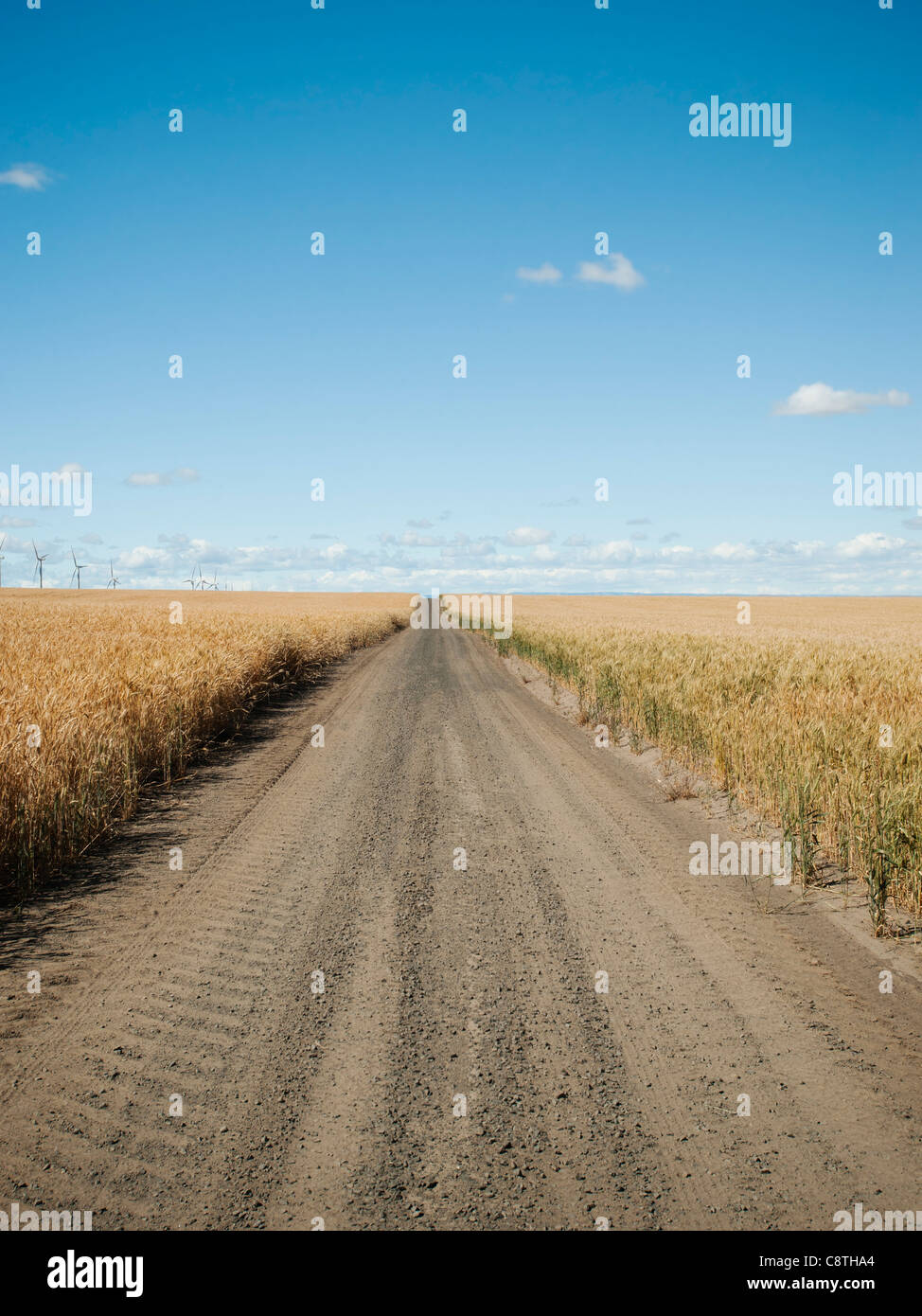 USA, Oregon, Wasco, Dirt road between wheat fields Stock Photo - Alamy