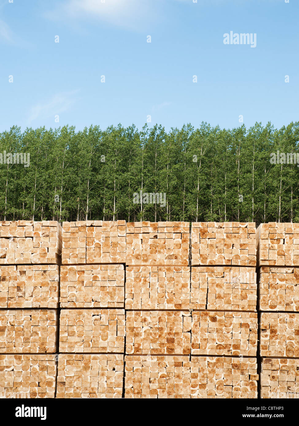 USA, Oregon, Boardman, Orderly stack of timber in tree farm Stock Photo ...