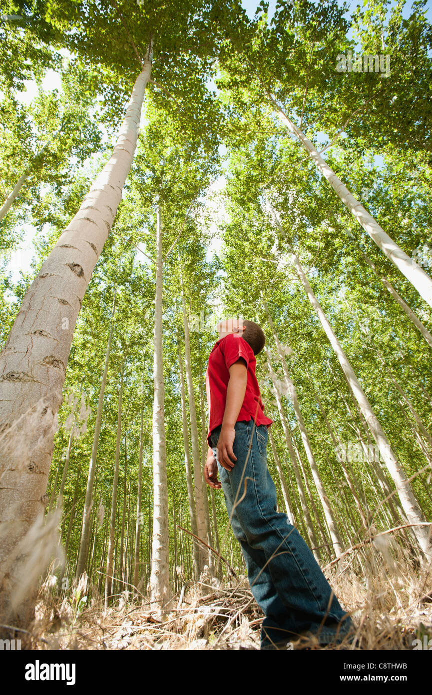 USA, Oregon, Boardman, Boy standing between poplar trees in tree farm ...