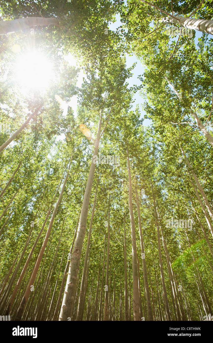USA, Oregon, Boardman, Boplar trees in tree farm illuminated by bright ...