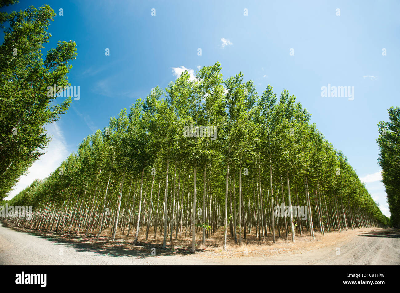 USA, Oregon, Boardman, Wide angle shot of poplar trees in tree farm ...