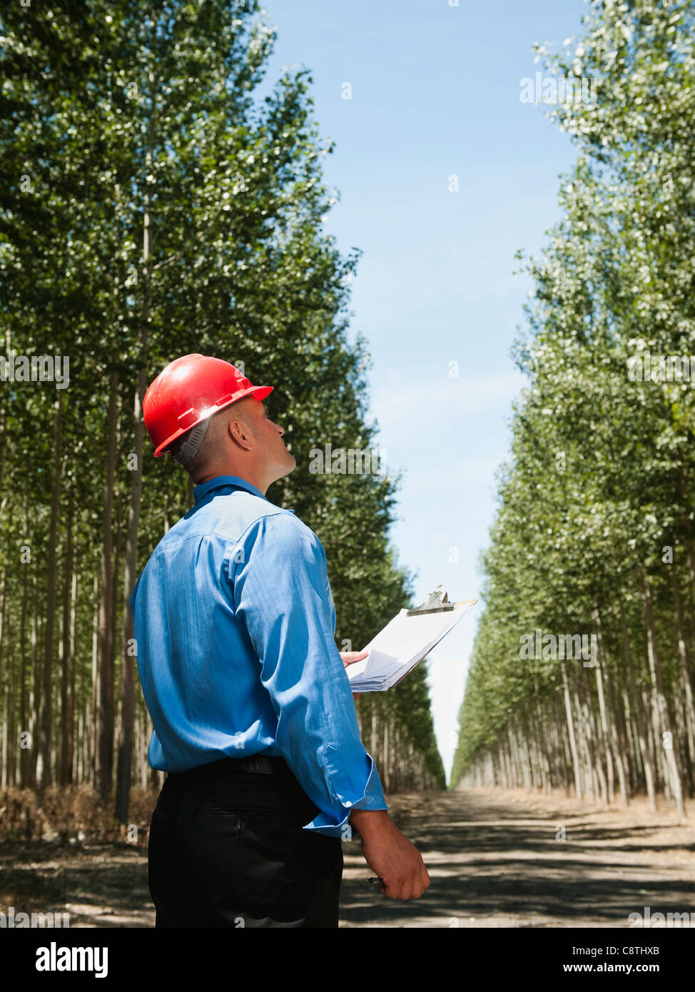 USA, Oregon, Boardman, Engineer standing between orderly rows of poplar ...