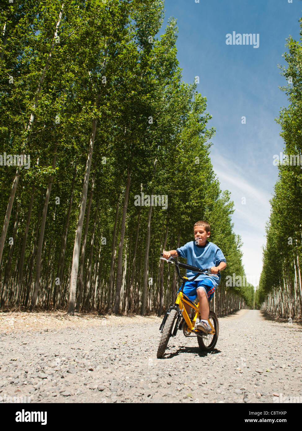 USA, Oregon, Boardman, Boy riding bike between poplar trees in tree ...