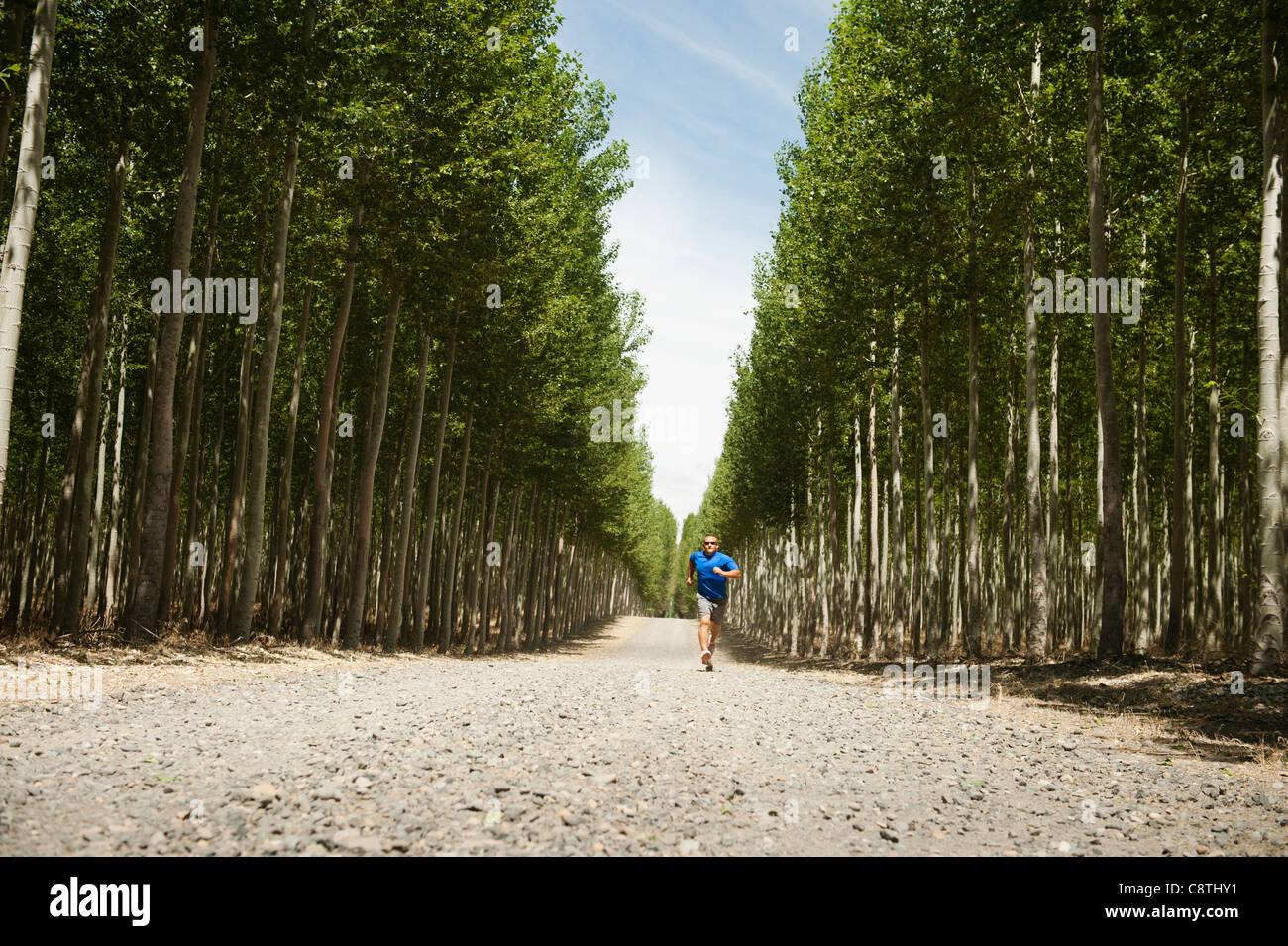Young poplar trees in hi-res stock photography and images - Alamy