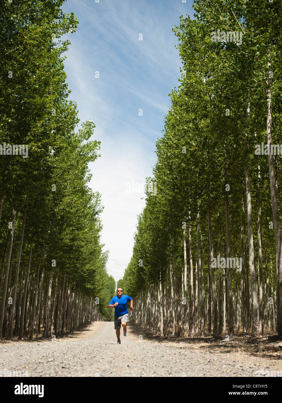 Young poplar trees in hi-res stock photography and images - Alamy