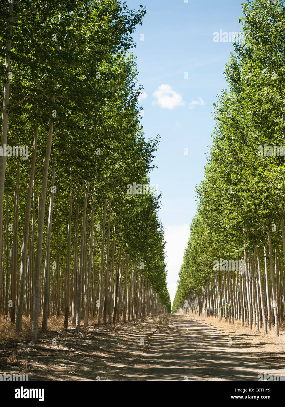 USA, Oregon, Boardman, Orderly rows of poplar trees in tree farm Stock ...